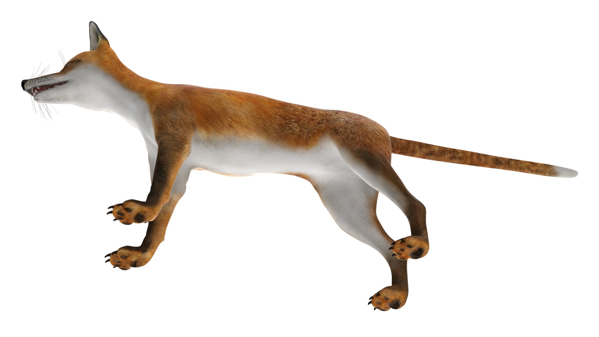 Vulpes Vulpes Basic Pose 3D - TurboSquid 2182903