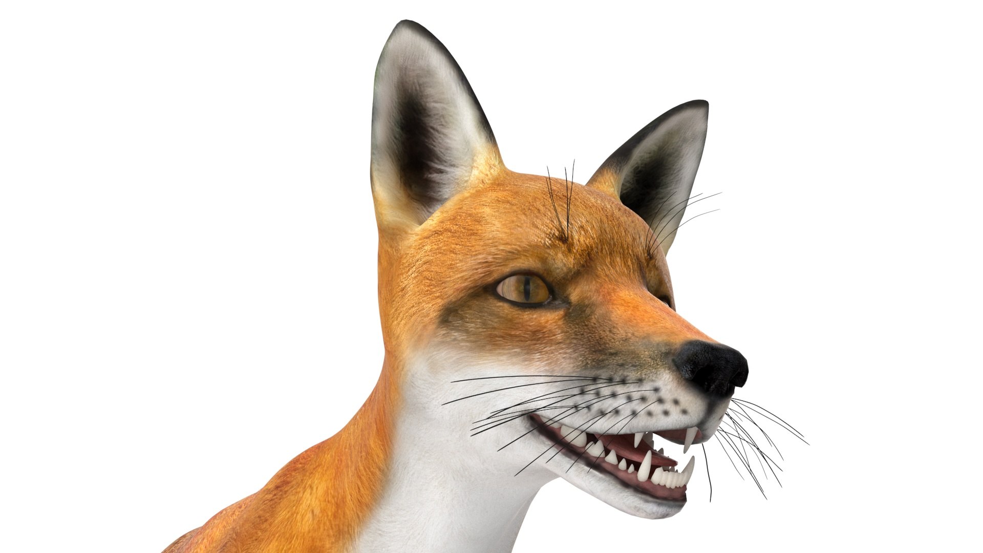 Vulpes Vulpes Basic Pose 3D - TurboSquid 2182903