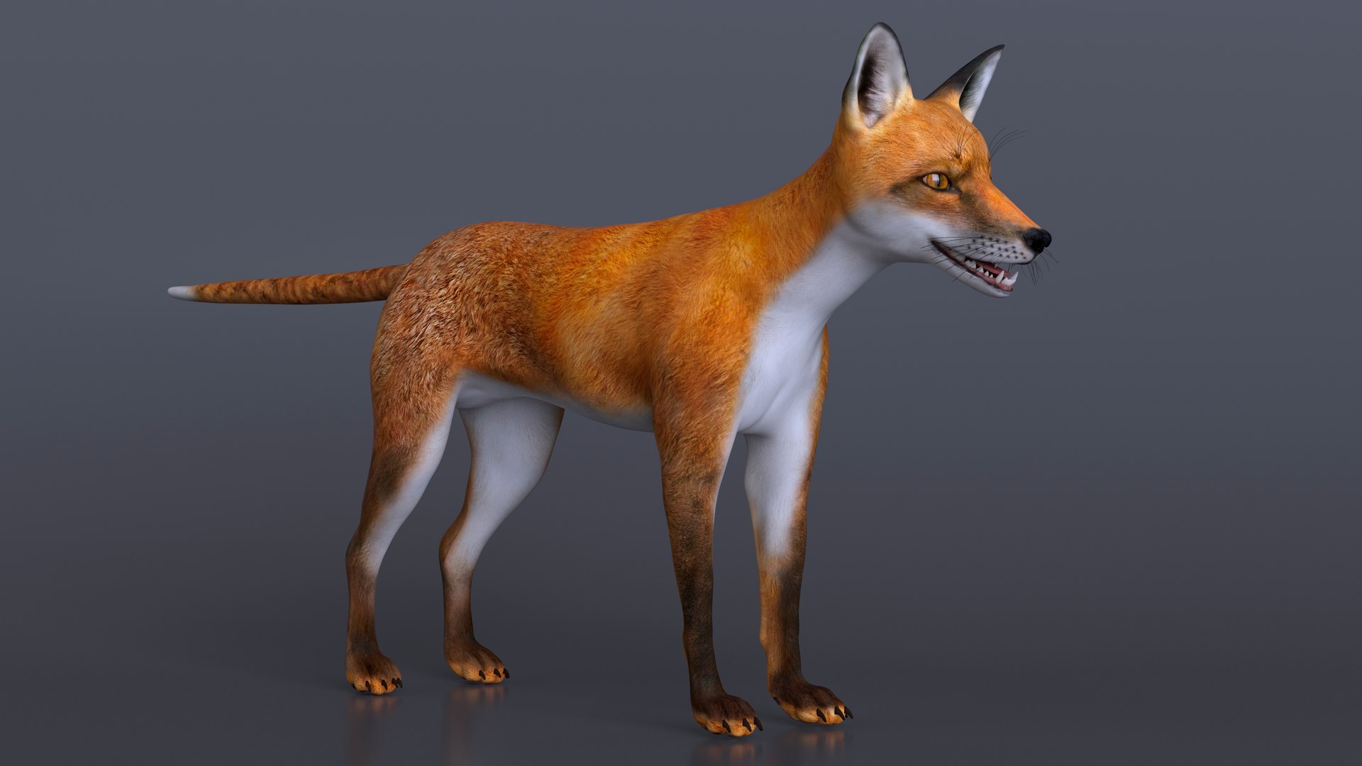 Vulpes Vulpes Basic Pose 3D - TurboSquid 2182903