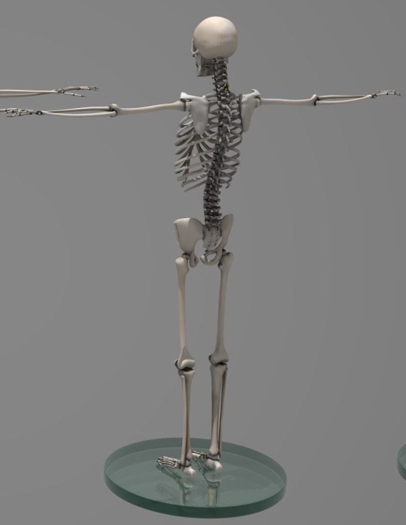 Obj Human Skeleton