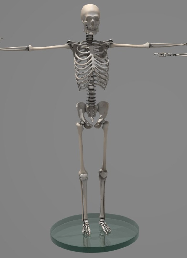 Obj Human Skeleton