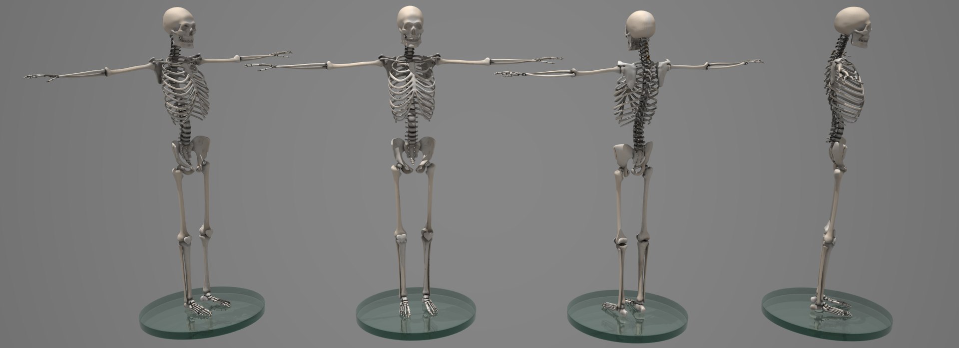Obj Human Skeleton