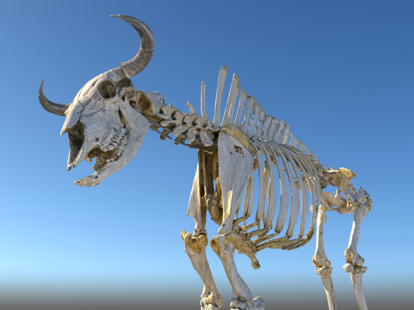 3D Wisent Skeleton Hd - TurboSquid 1567702