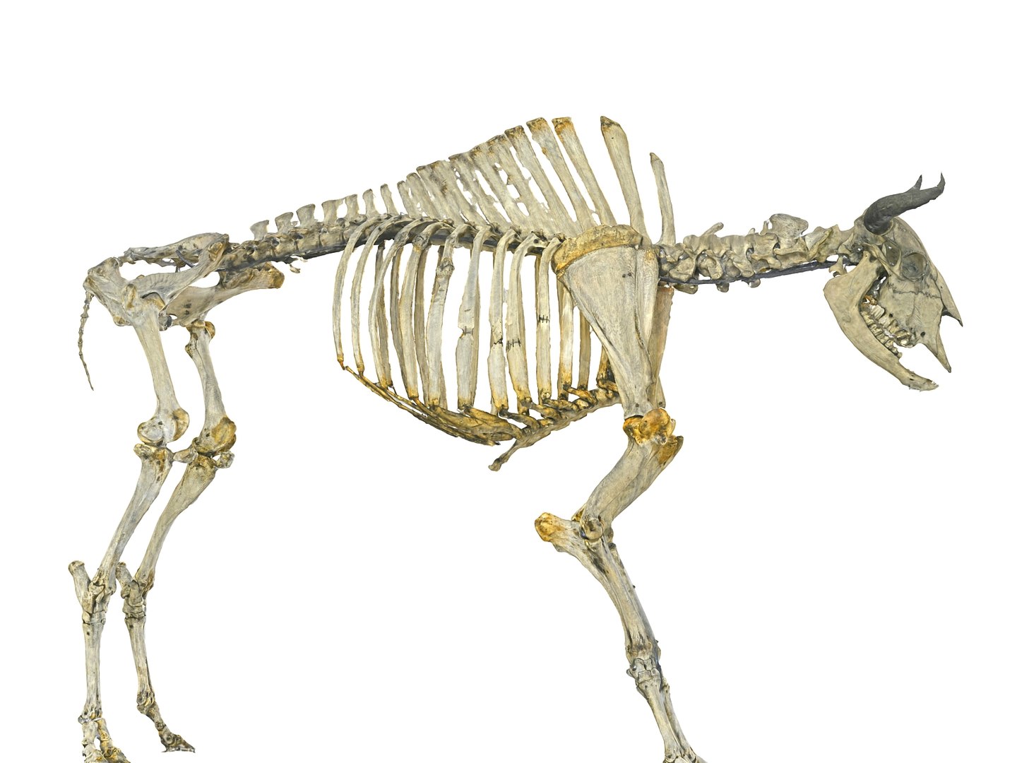 3D Wisent Skeleton Hd - TurboSquid 1567702