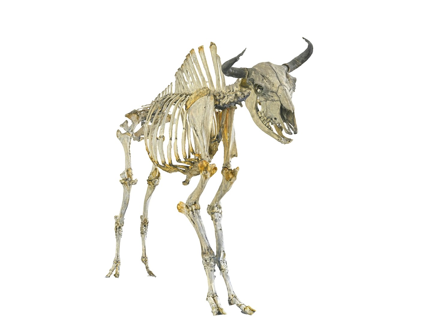 3D Wisent Skeleton Hd - TurboSquid 1567702