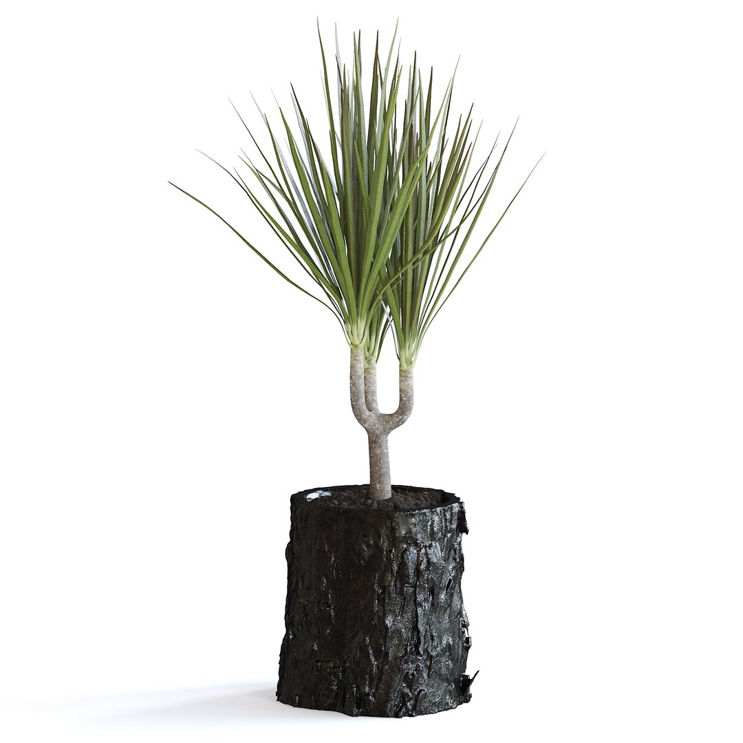 Dracena Plant 3D model - TurboSquid 1855310