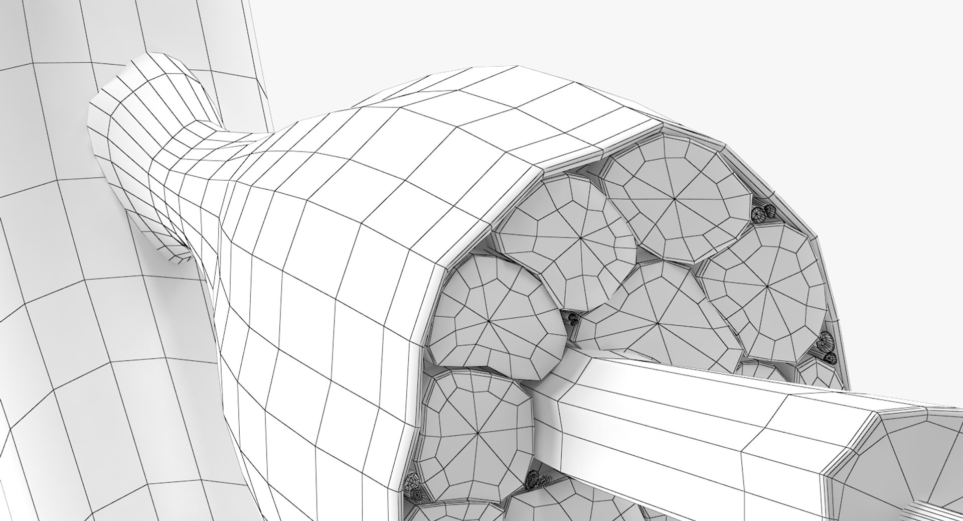 Muscle Cross Section Obj