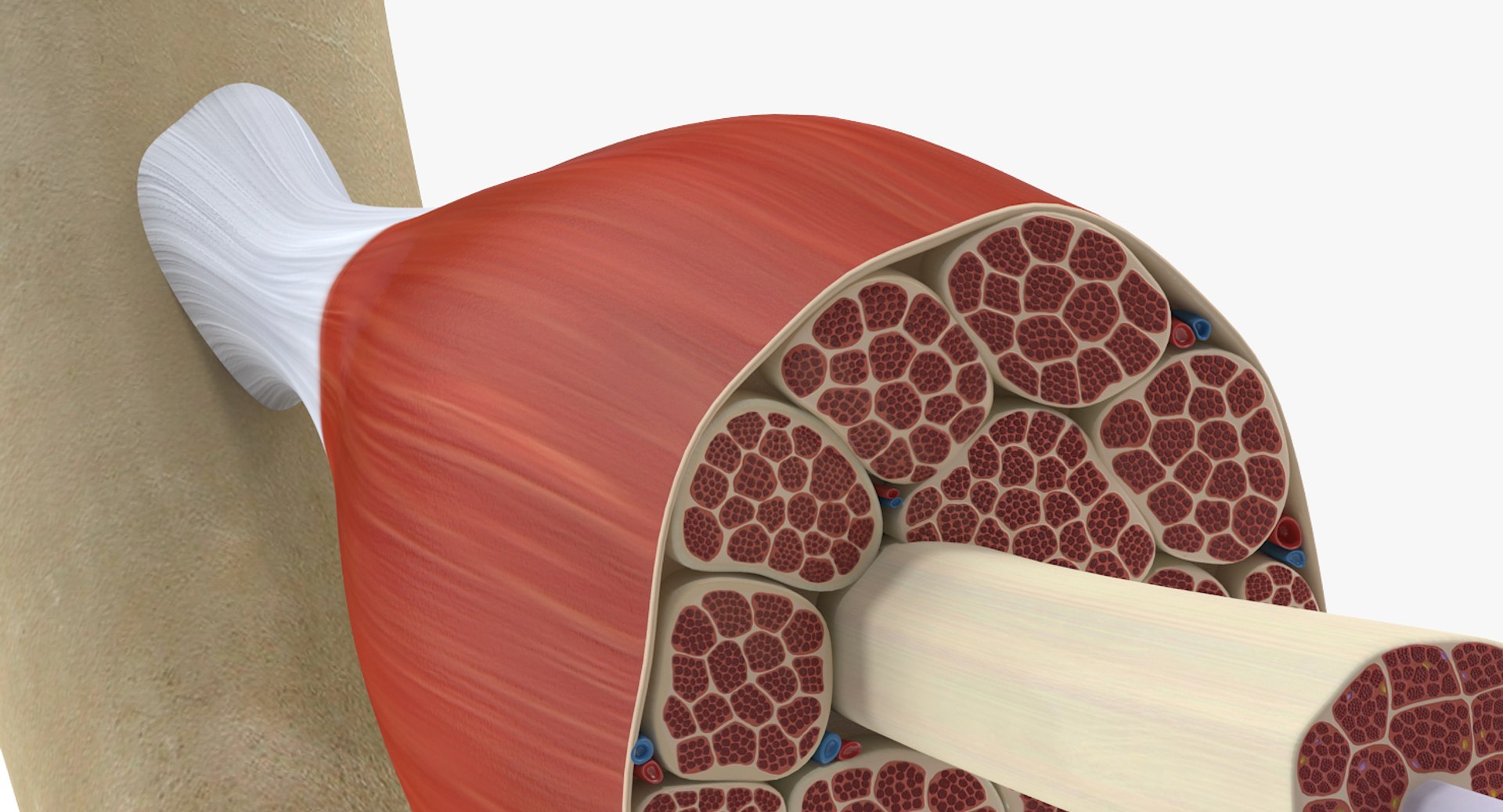 Muscle Cross Section Obj