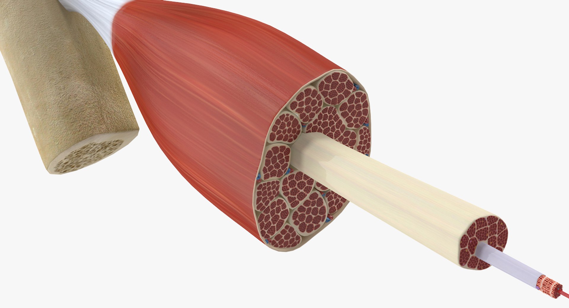 Muscle Cross Section Obj