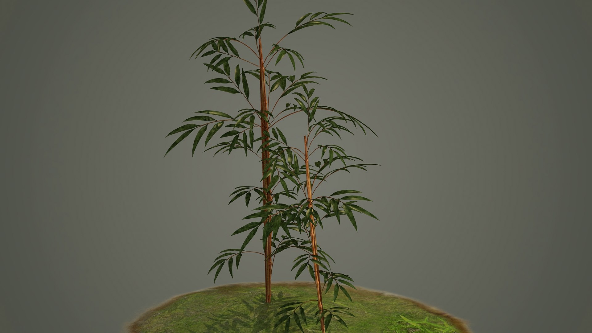 Tree Bamboo Cartoon Handpainted Visualization Stylized Plant Model ...