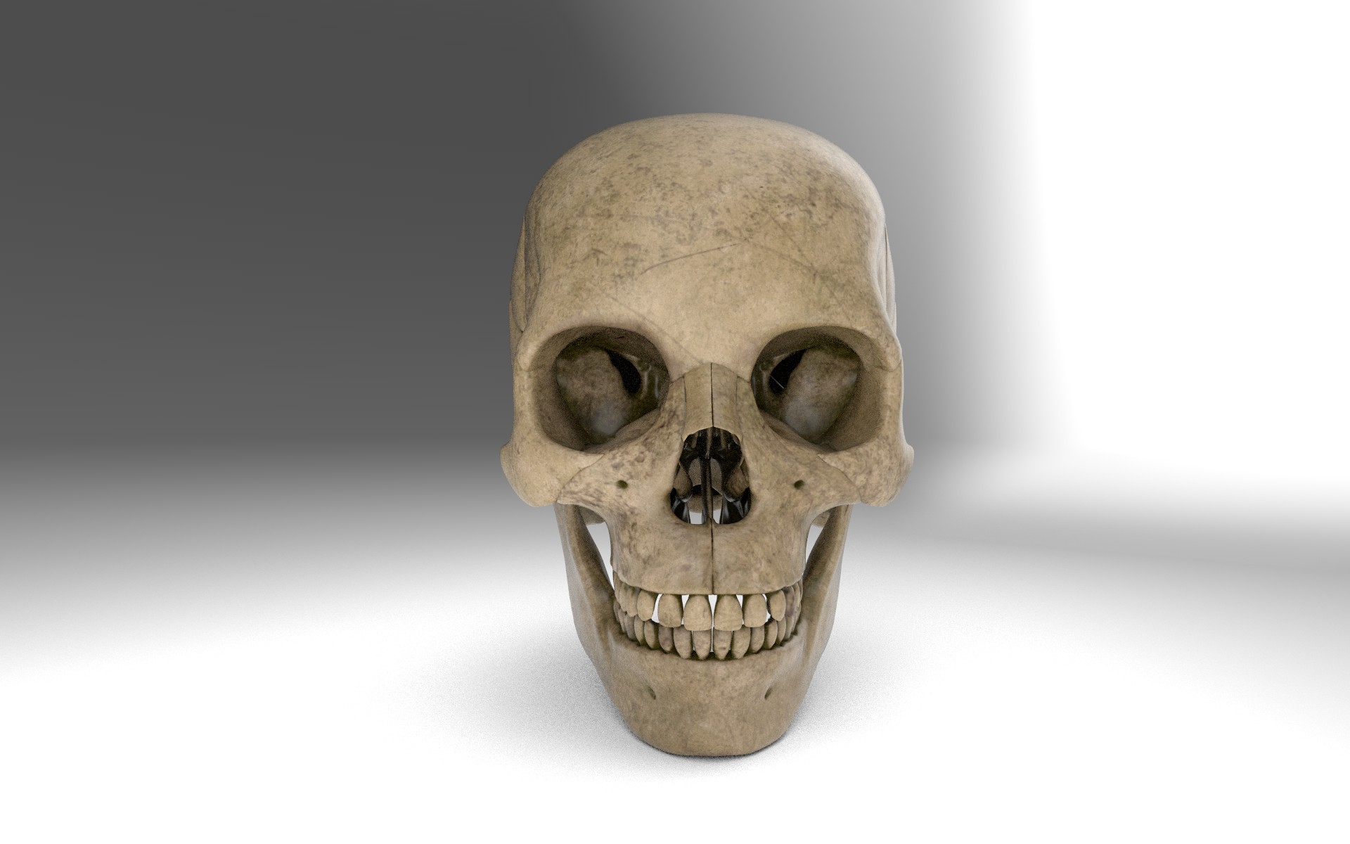 modèle 3D de vieilliréalistehumaincrânemélange - TurboSquid 2245291