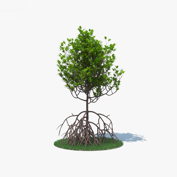 Mangrove 3D Models for Download | TurboSquid