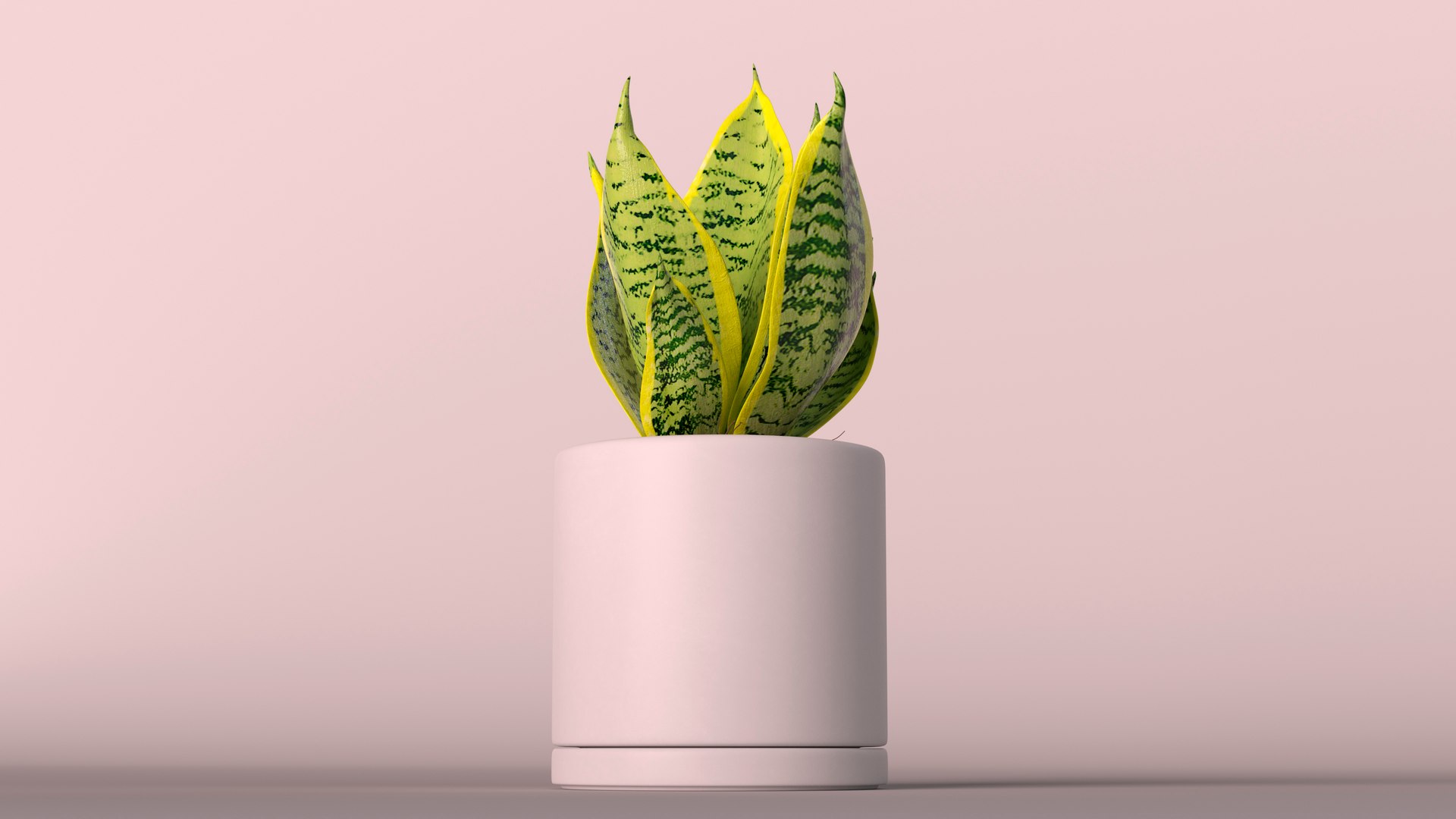 3D Variegated Snake Plant - TurboSquid 2119213
