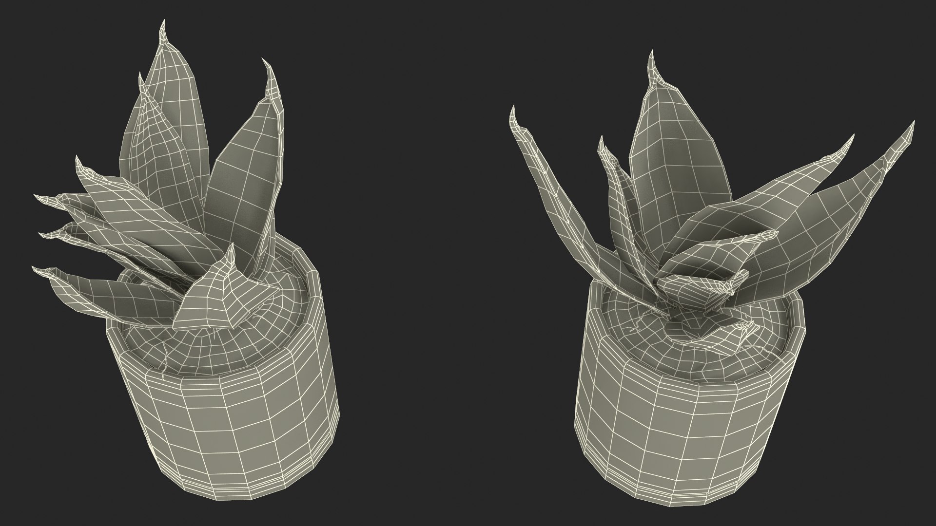 3D Variegated Snake Plant - TurboSquid 2119213