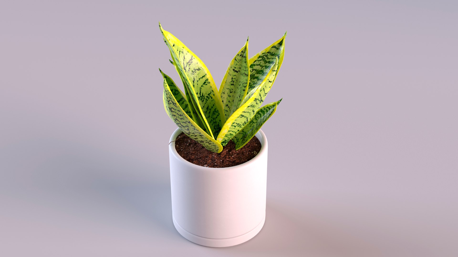 3D Variegated Snake Plant - TurboSquid 2119213