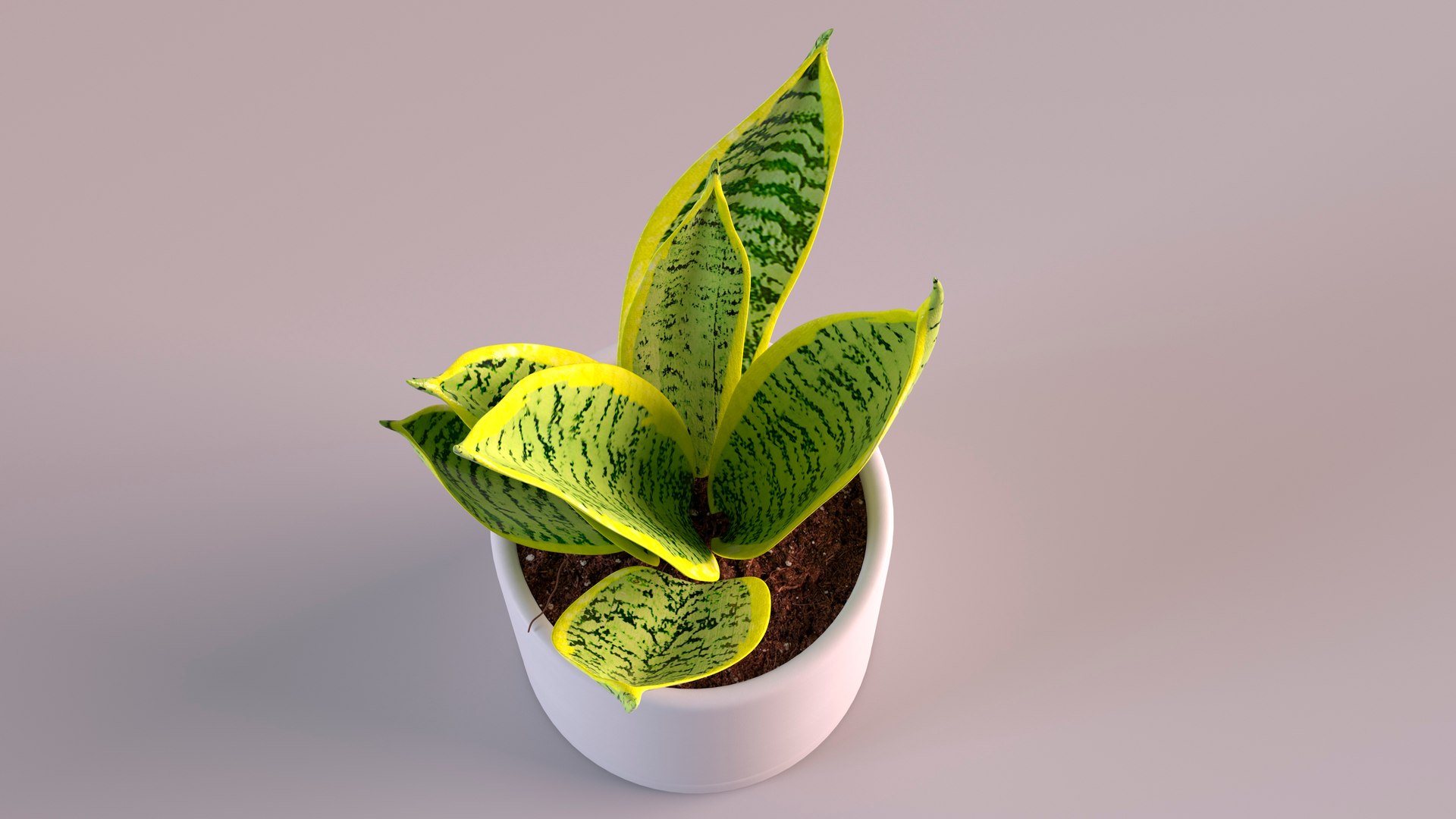 3D Variegated Snake Plant - TurboSquid 2119213