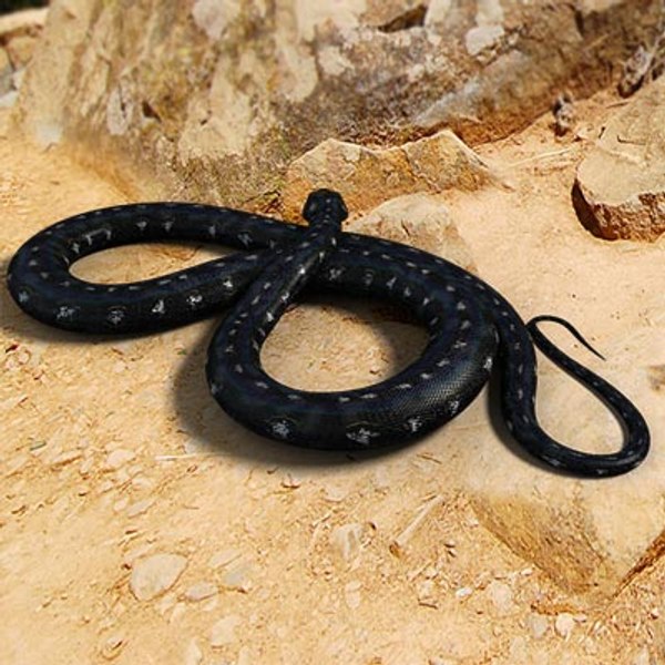 3d black python snakes