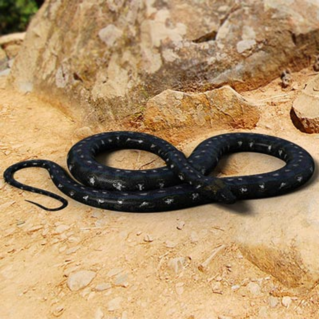 3d black python snakes
