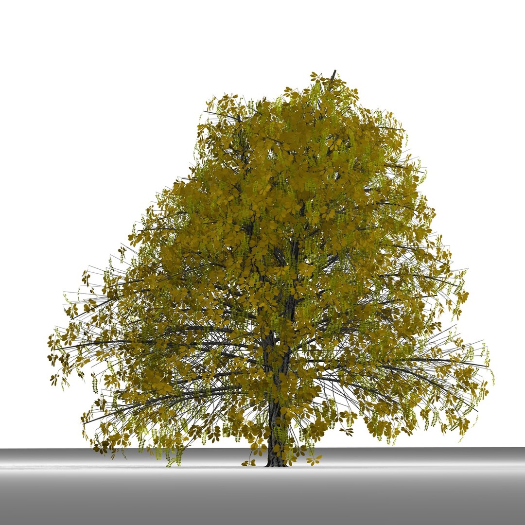 3d Model Plane Tree
