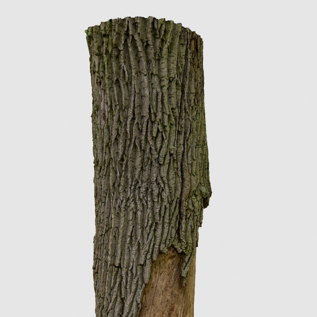 3D Scan Forest Trunk - TurboSquid 1646343