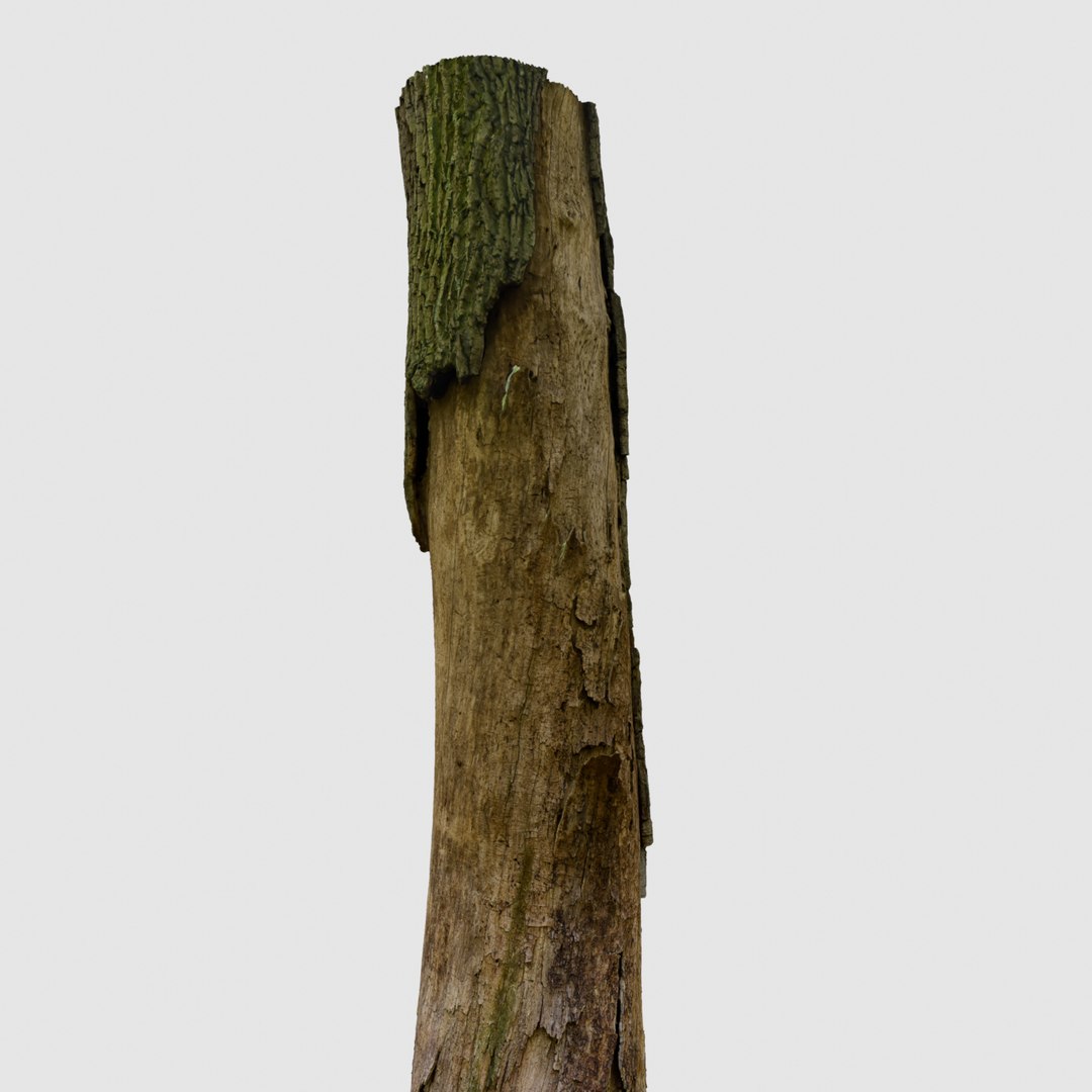 3D Scan Forest Trunk - TurboSquid 1646343
