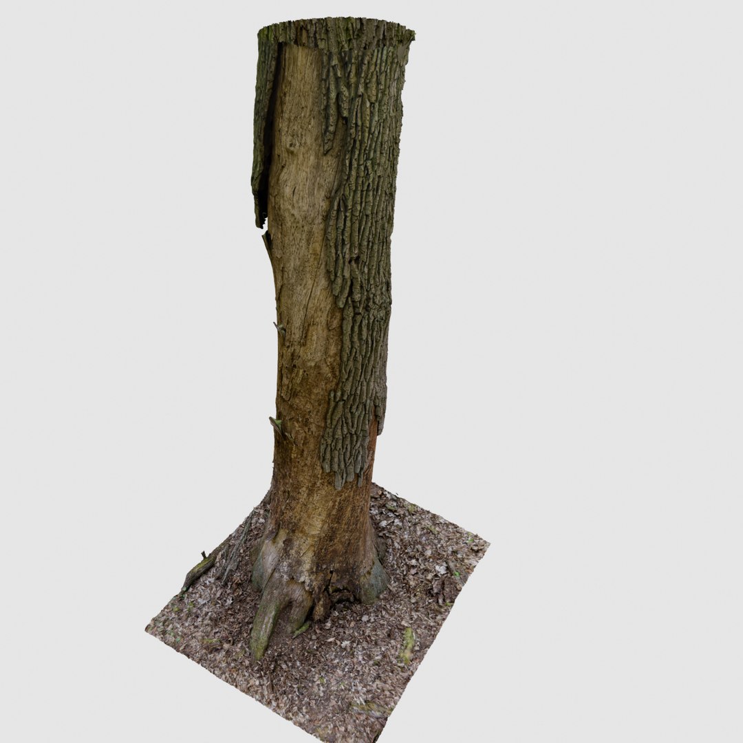 3D Scan Forest Trunk - TurboSquid 1646343