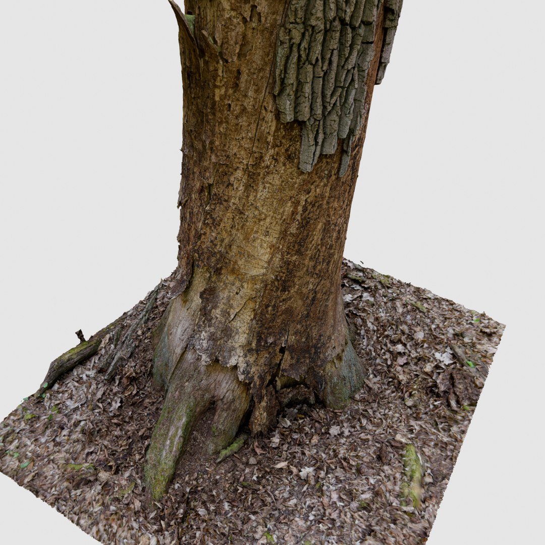 3D Scan Forest Trunk - TurboSquid 1646343