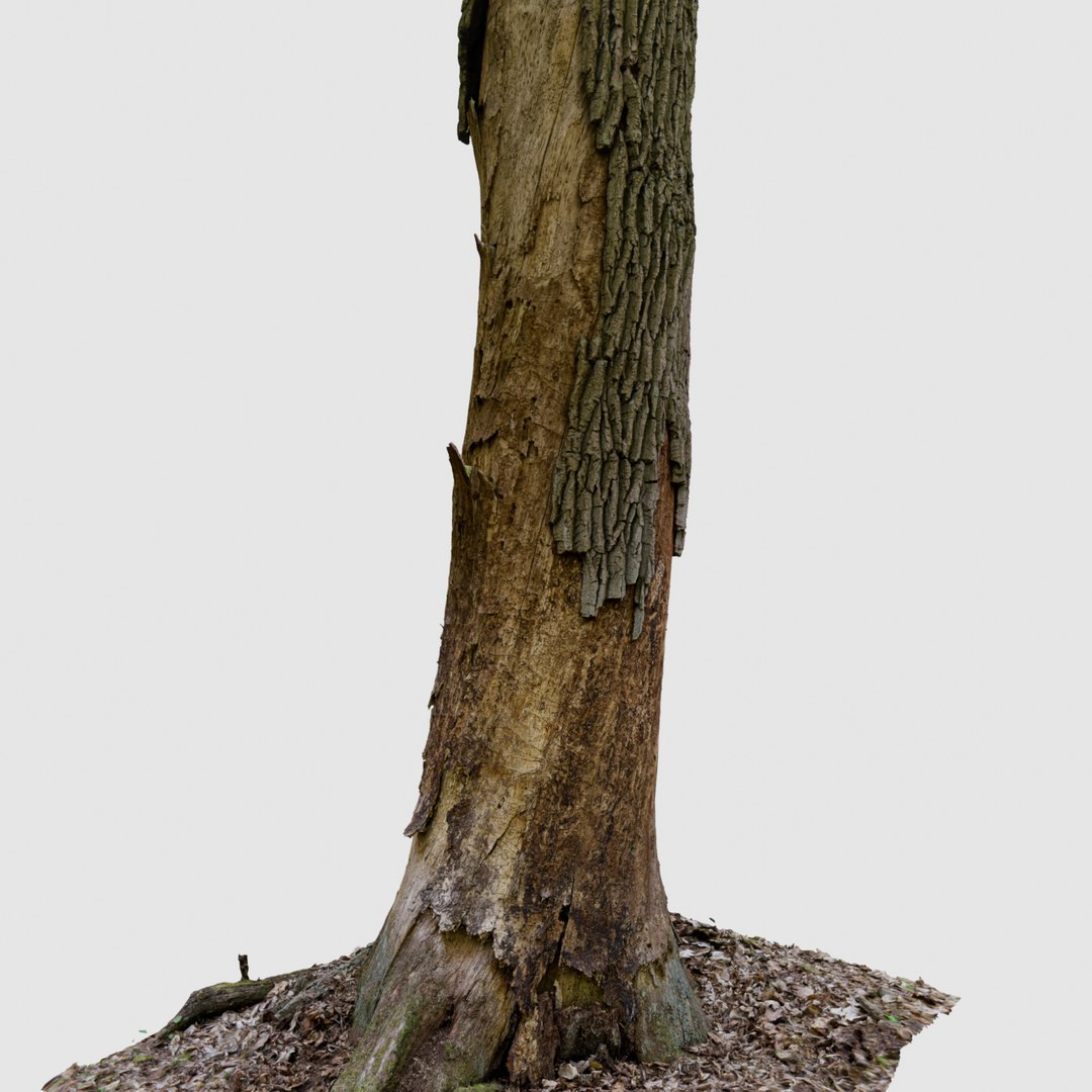 3D Scan Forest Trunk - TurboSquid 1646343