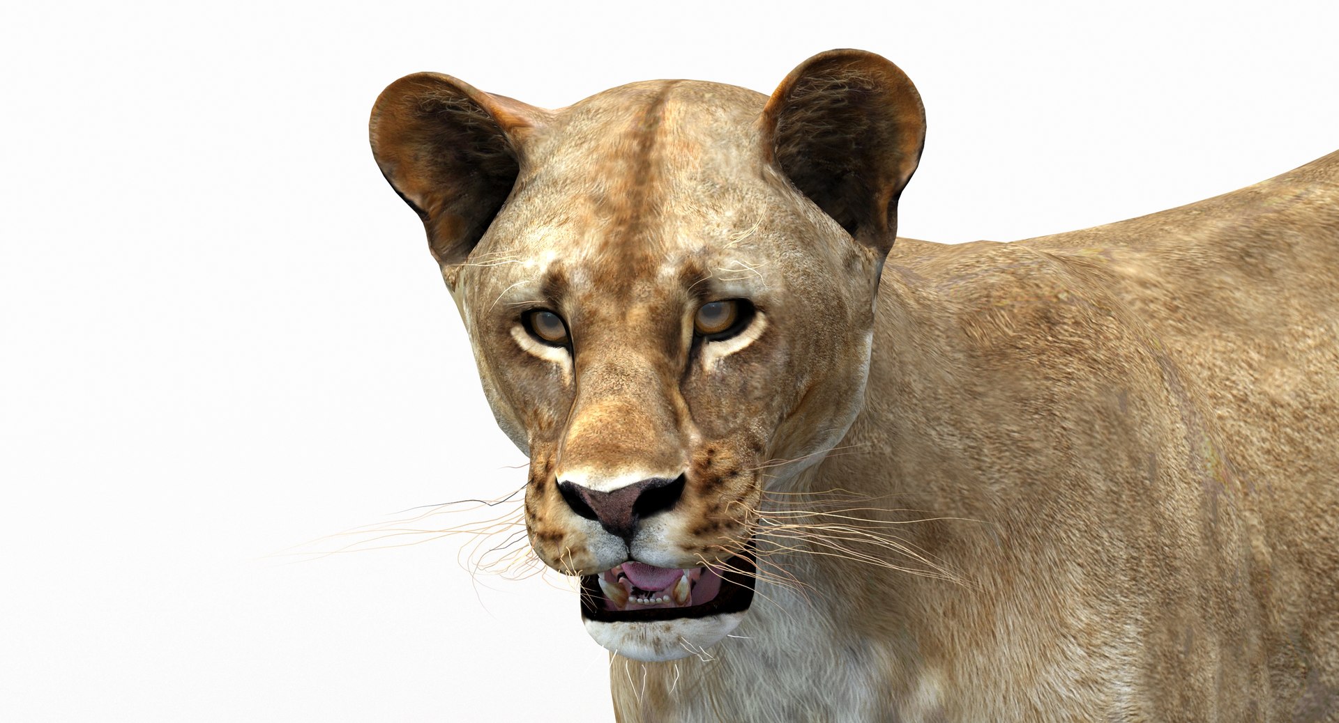 lioness 1 rigged lion 3d model