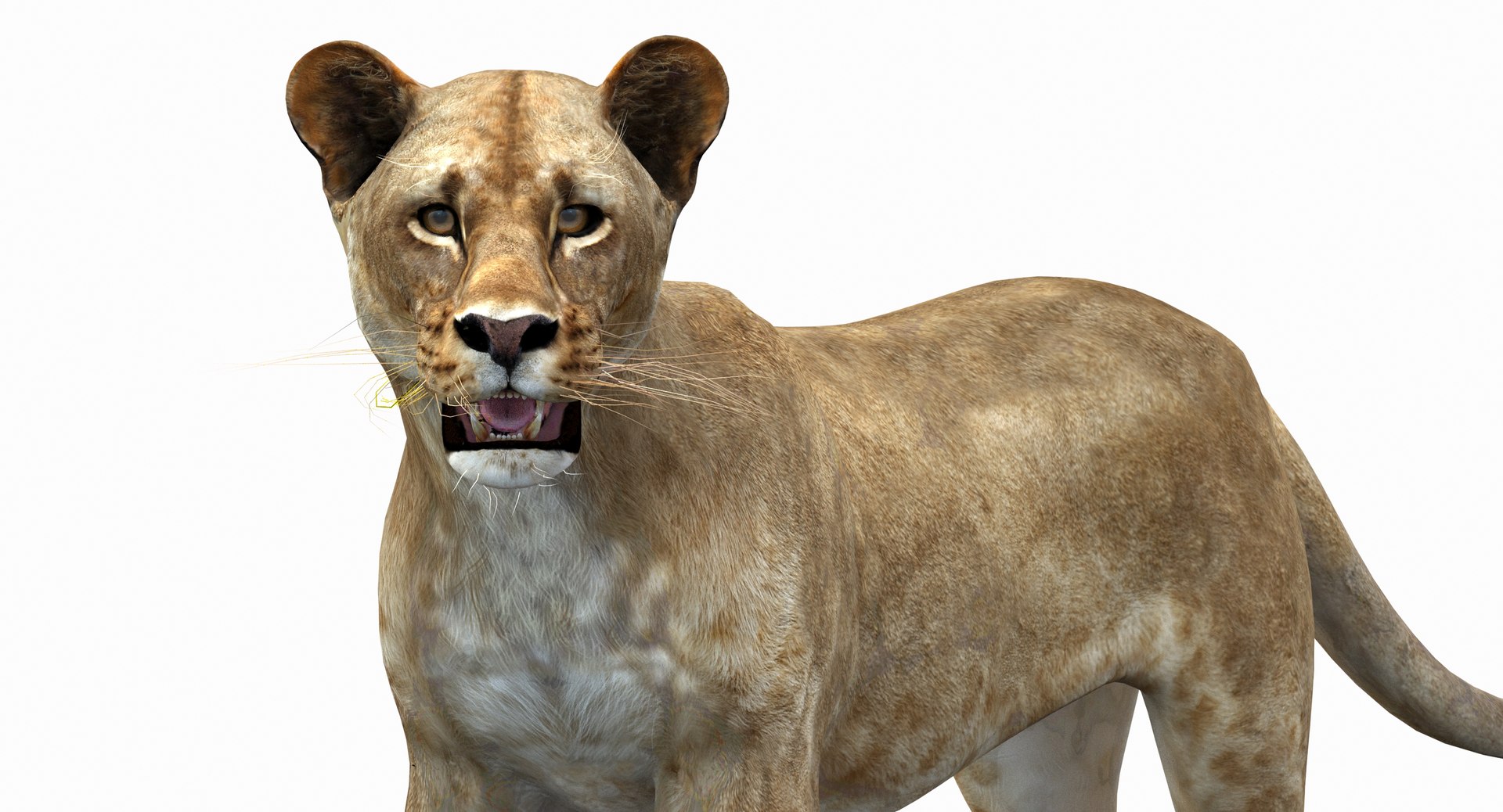 lioness 1 rigged lion 3d model
