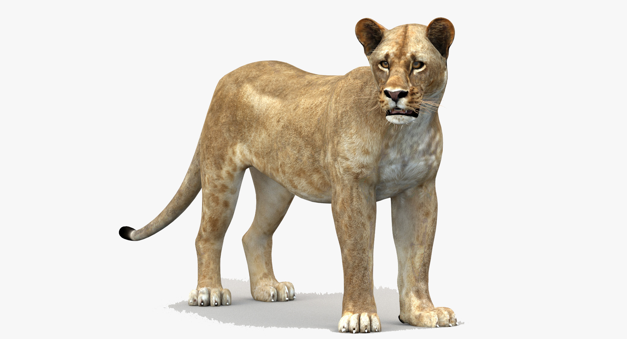 lioness 1 rigged lion 3d model