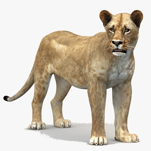 lioness 1 rigged lion 3d model