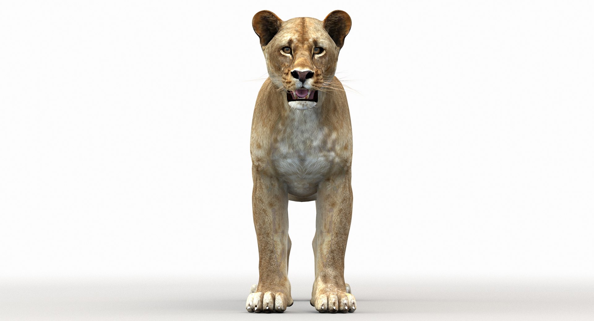 lioness 1 rigged lion 3d model