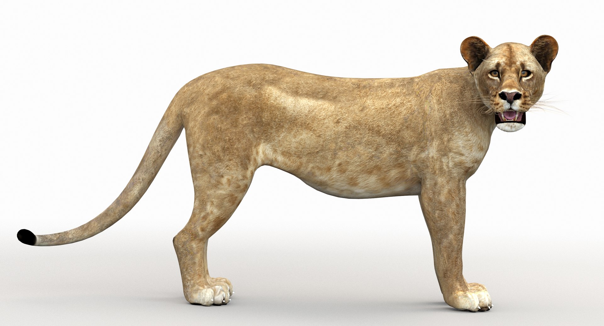 lioness 1 rigged lion 3d model