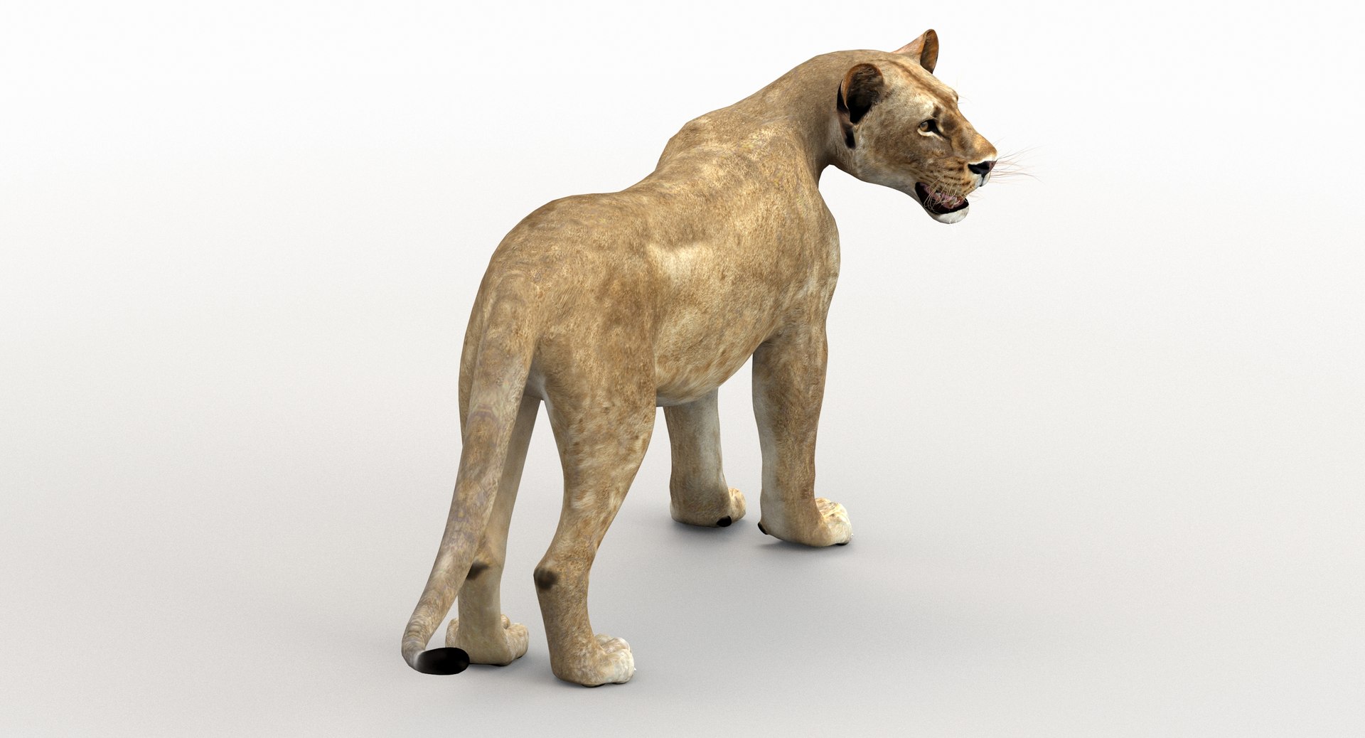 lioness 1 rigged lion 3d model