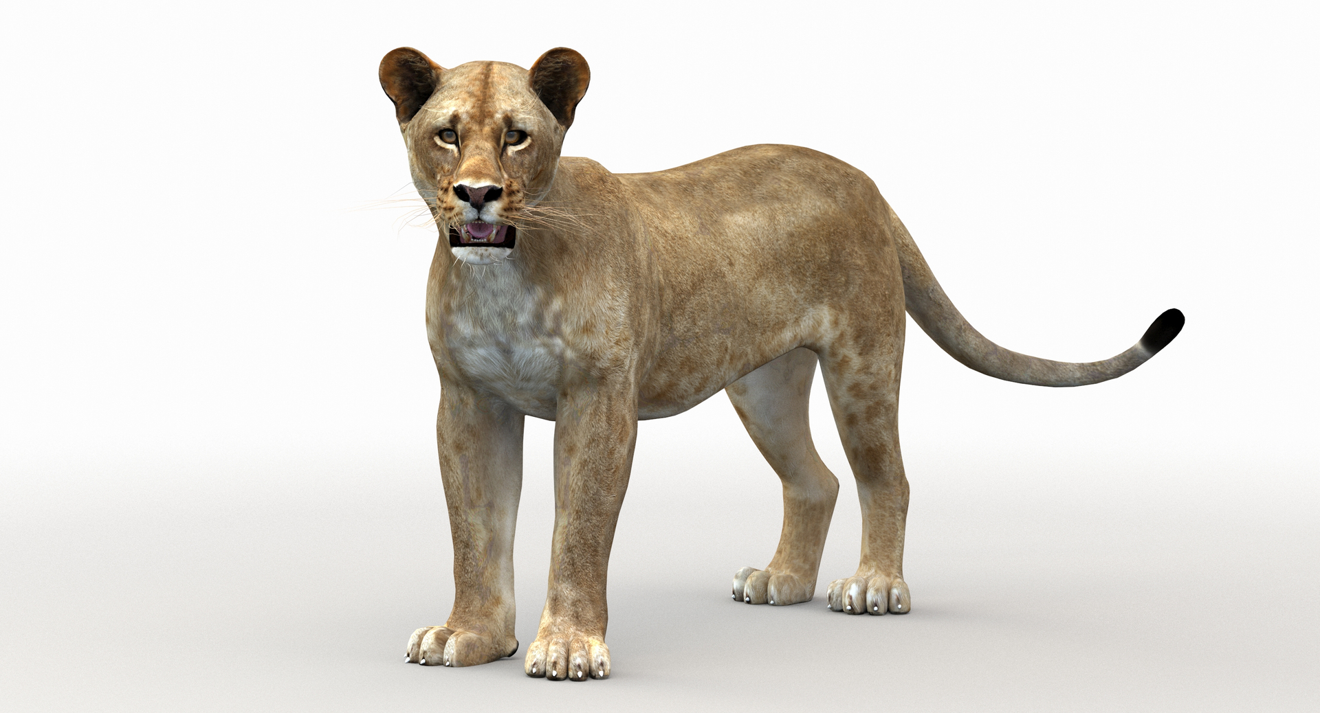 lioness 1 rigged lion 3d model