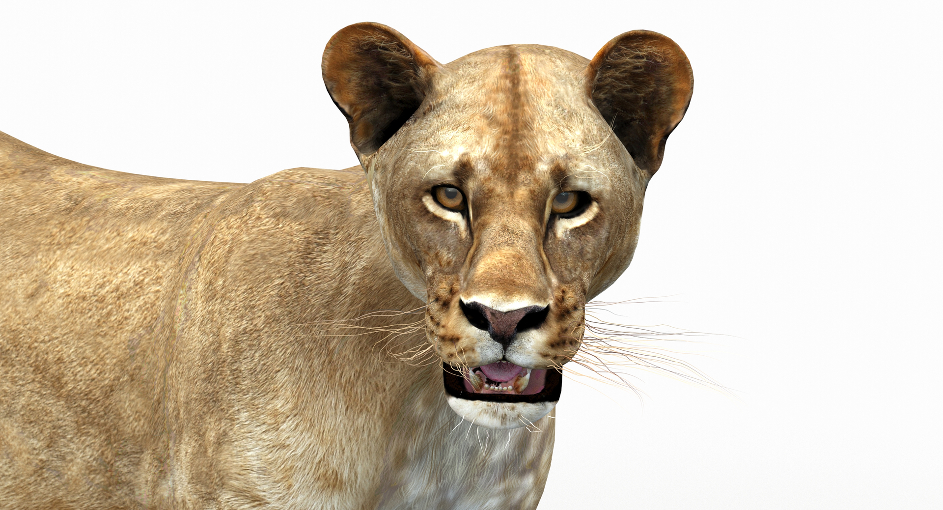 lioness 1 rigged lion 3d model