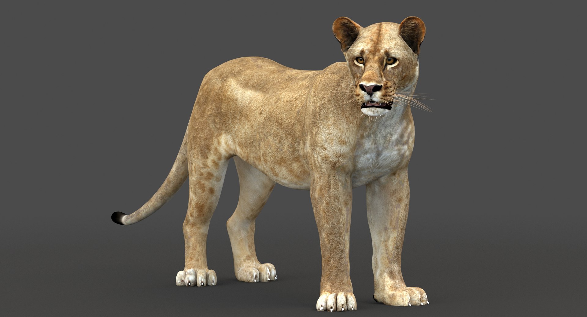 lioness 1 rigged lion 3d model