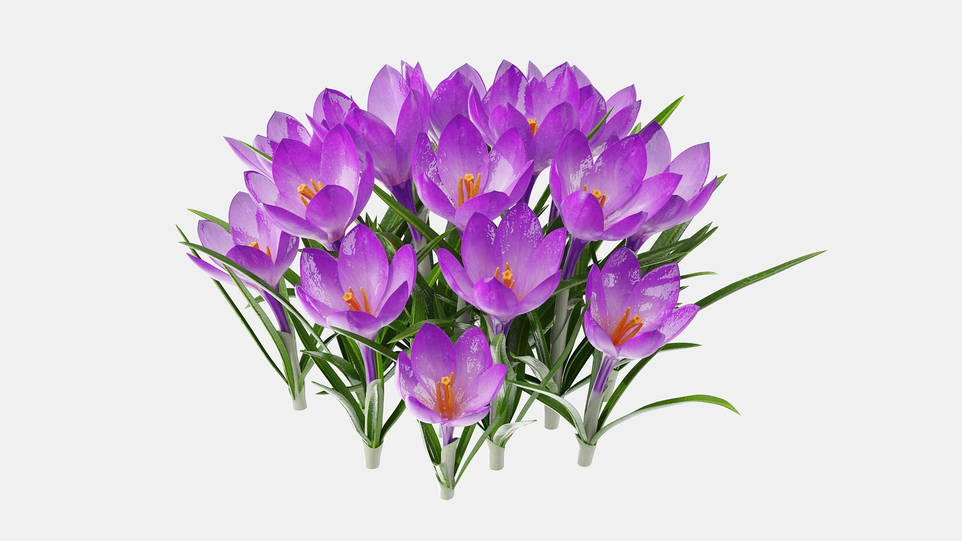 3D Purple Flowering Plants Collection - TurboSquid 2123697