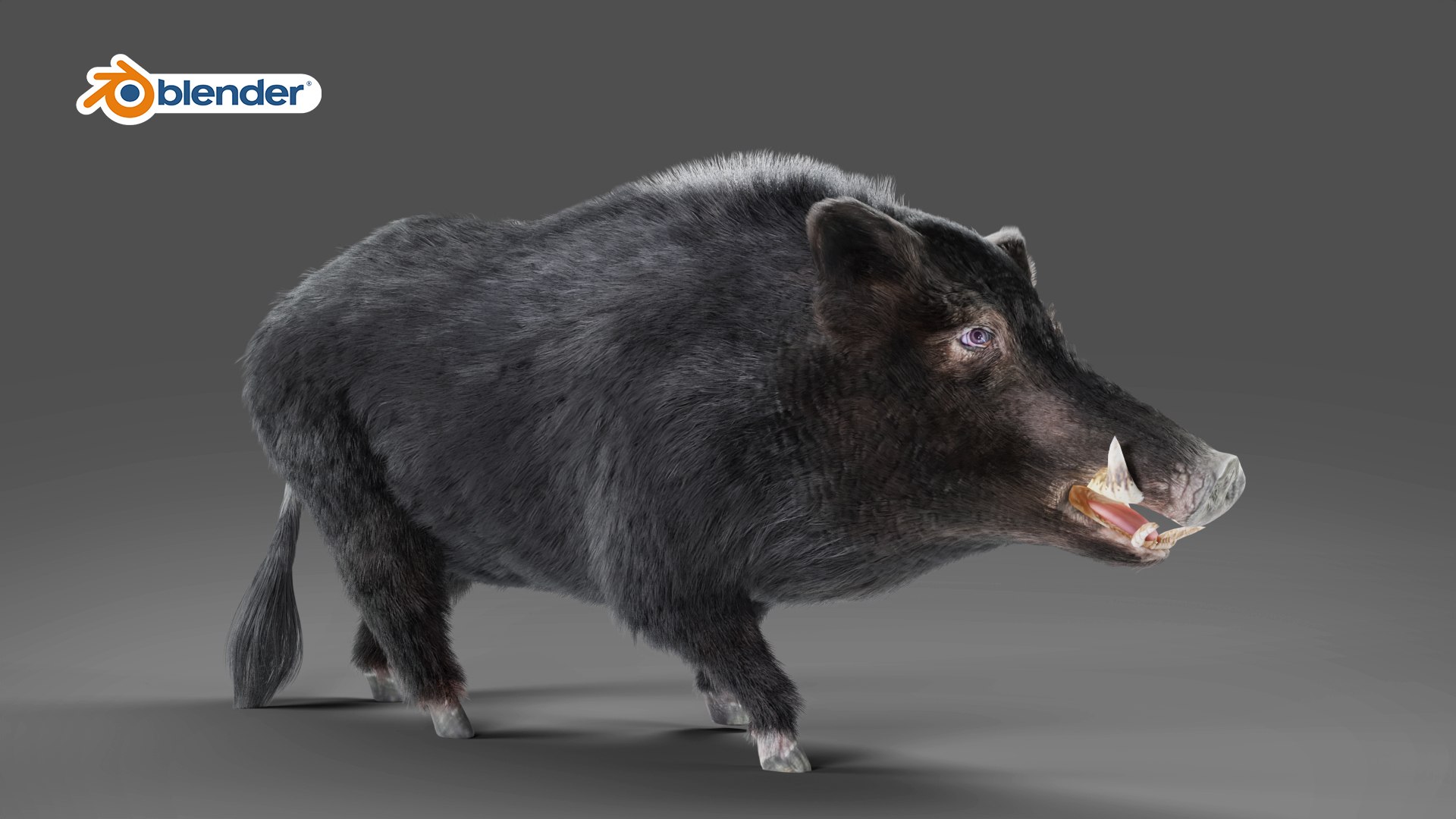 Fur Black Wild Boar Rigged In Blender Model - TurboSquid 1990661