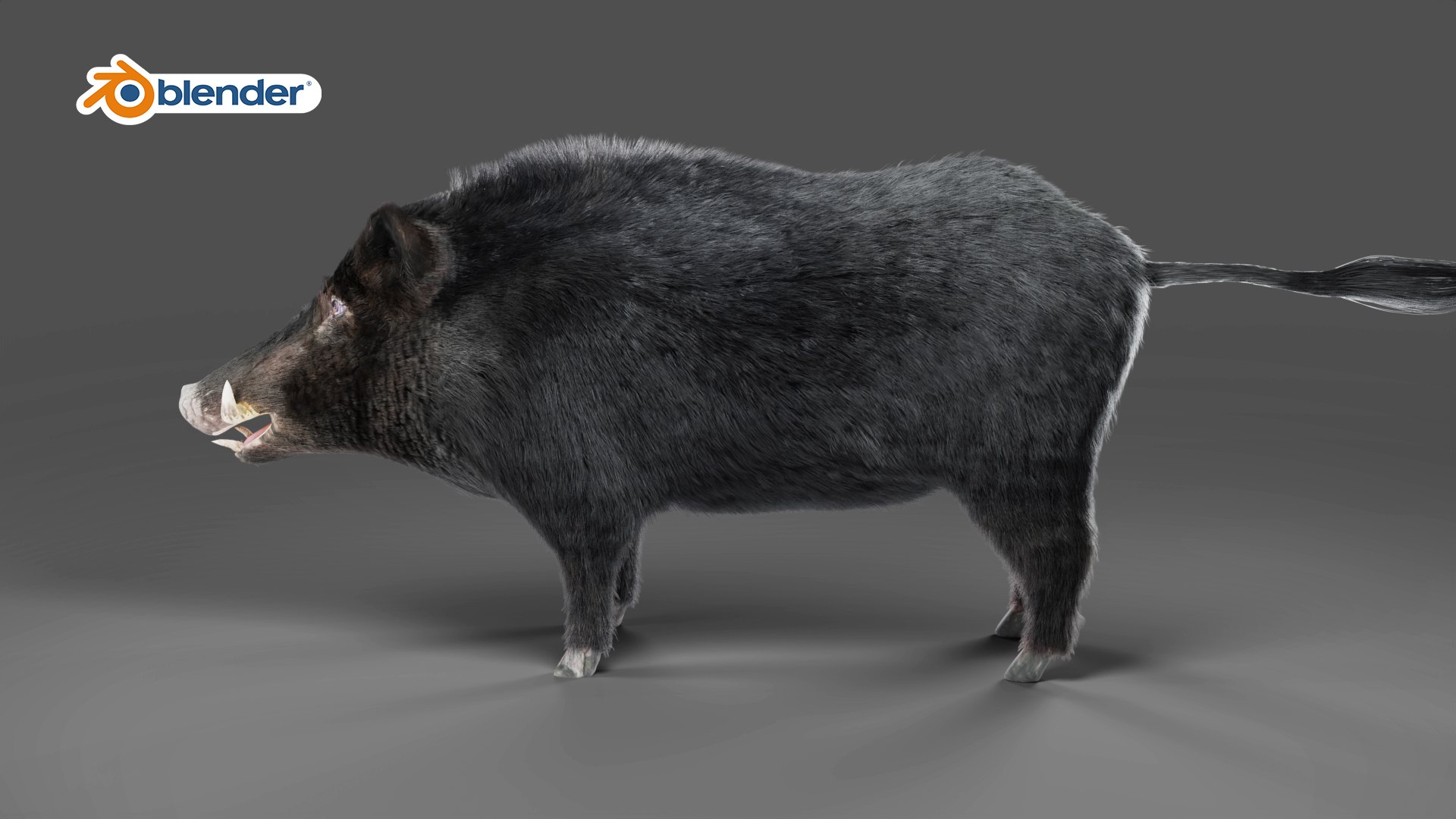Fur Black Wild Boar Rigged In Blender Model - TurboSquid 1990661