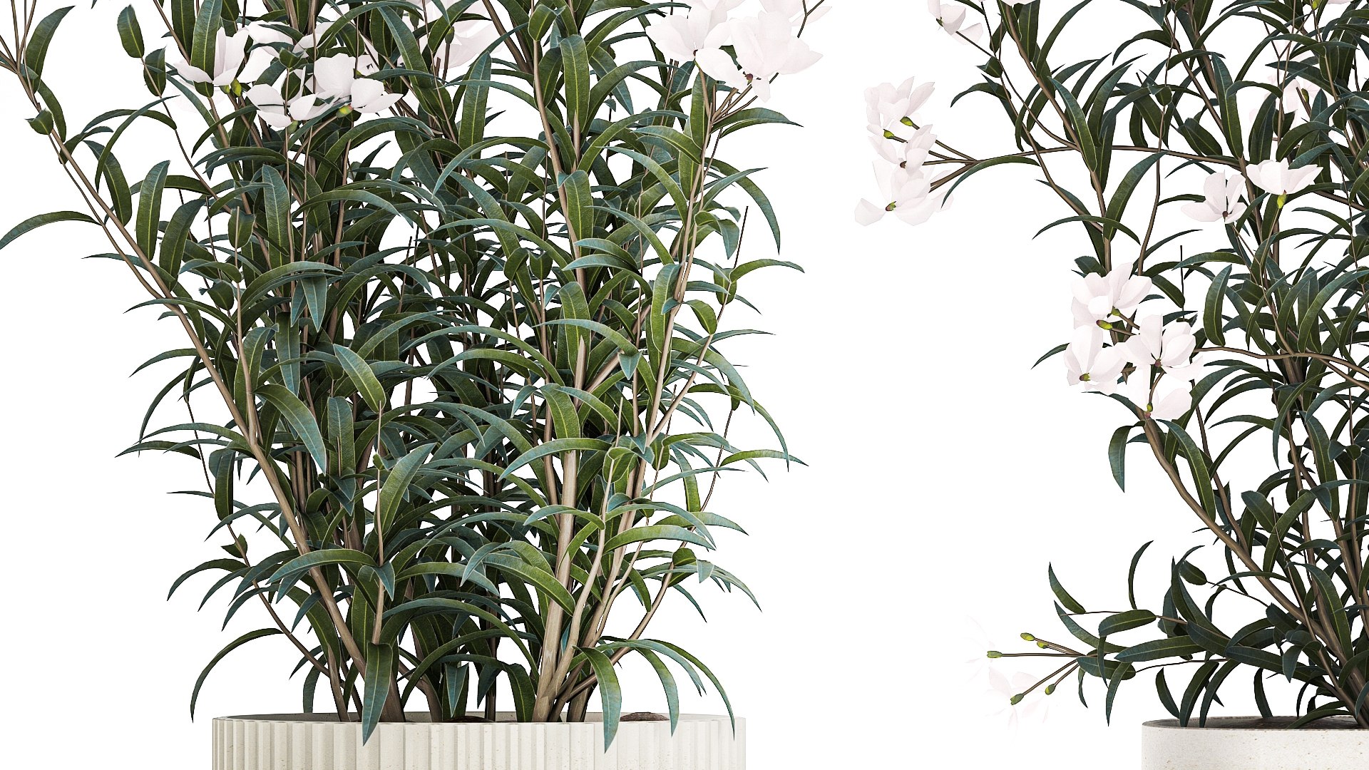 Beautiful Plants With White Flowers Nerium Oleander In Pots 1363 Model ...