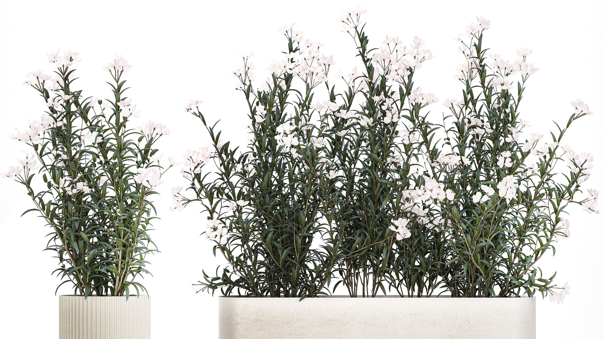 Beautiful Plants With White Flowers Nerium Oleander In Pots 1363 Model ...