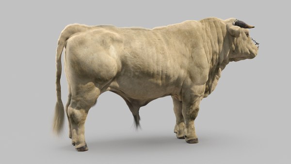 modelo 3d Toro - TurboSquid 1809854