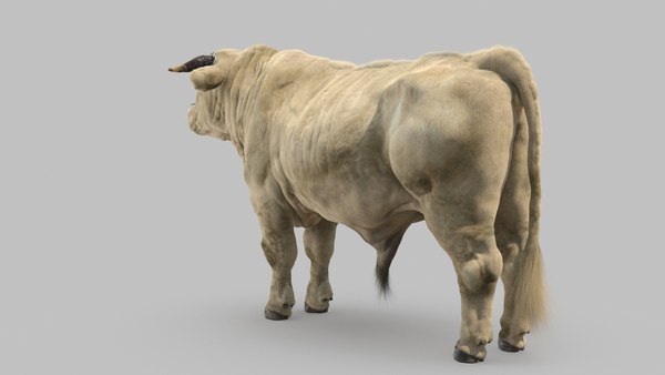 modelo 3d Toro - TurboSquid 1809854