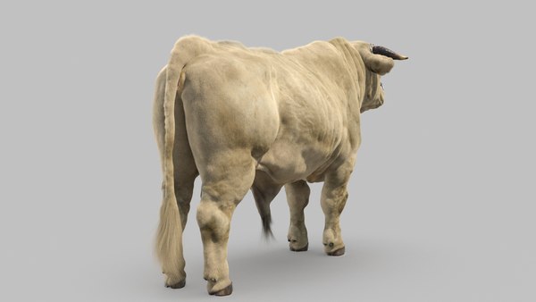 modelo 3d Toro - TurboSquid 1809854
