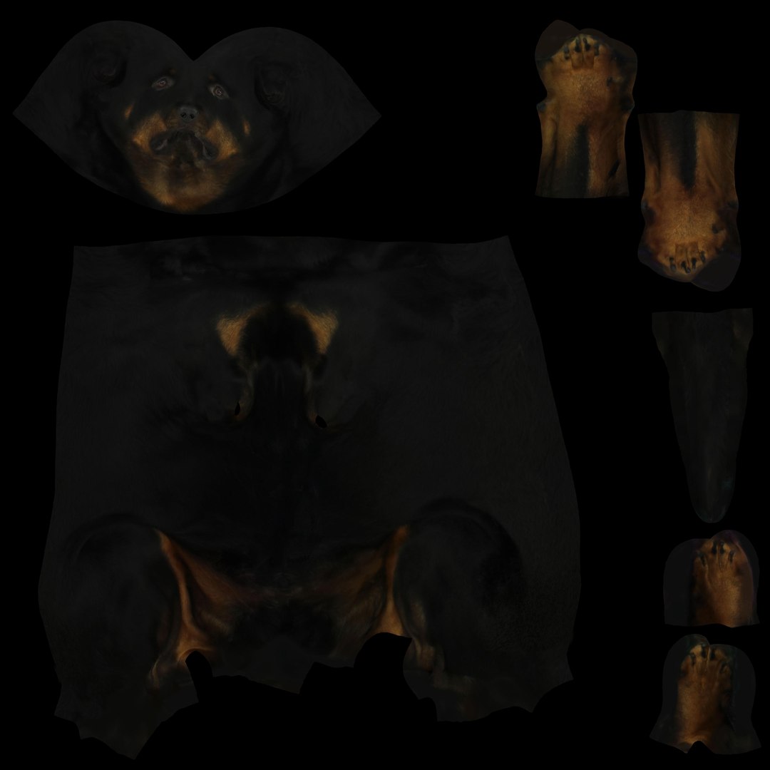 3D Rottweiler - TurboSquid 1866443