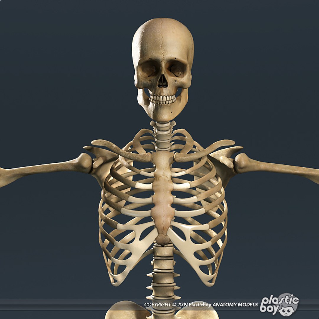 human skeletal system 3d