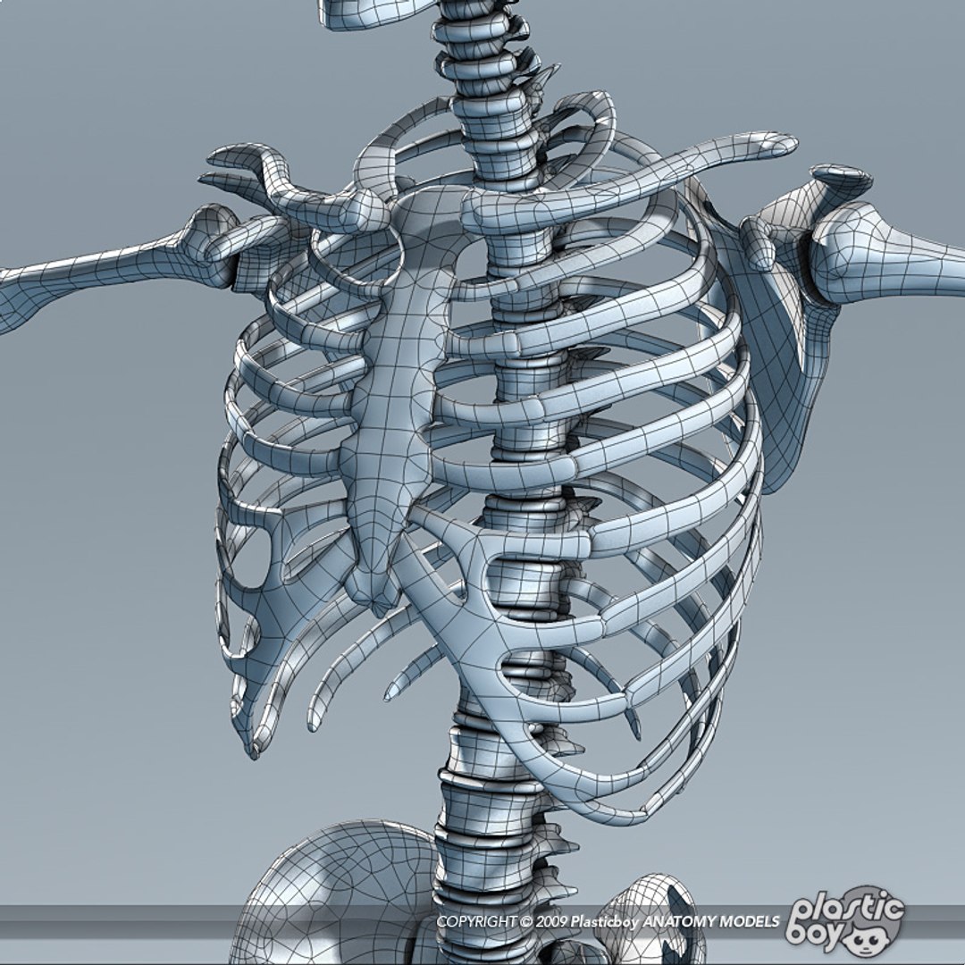 Human Skeleton 3d Model