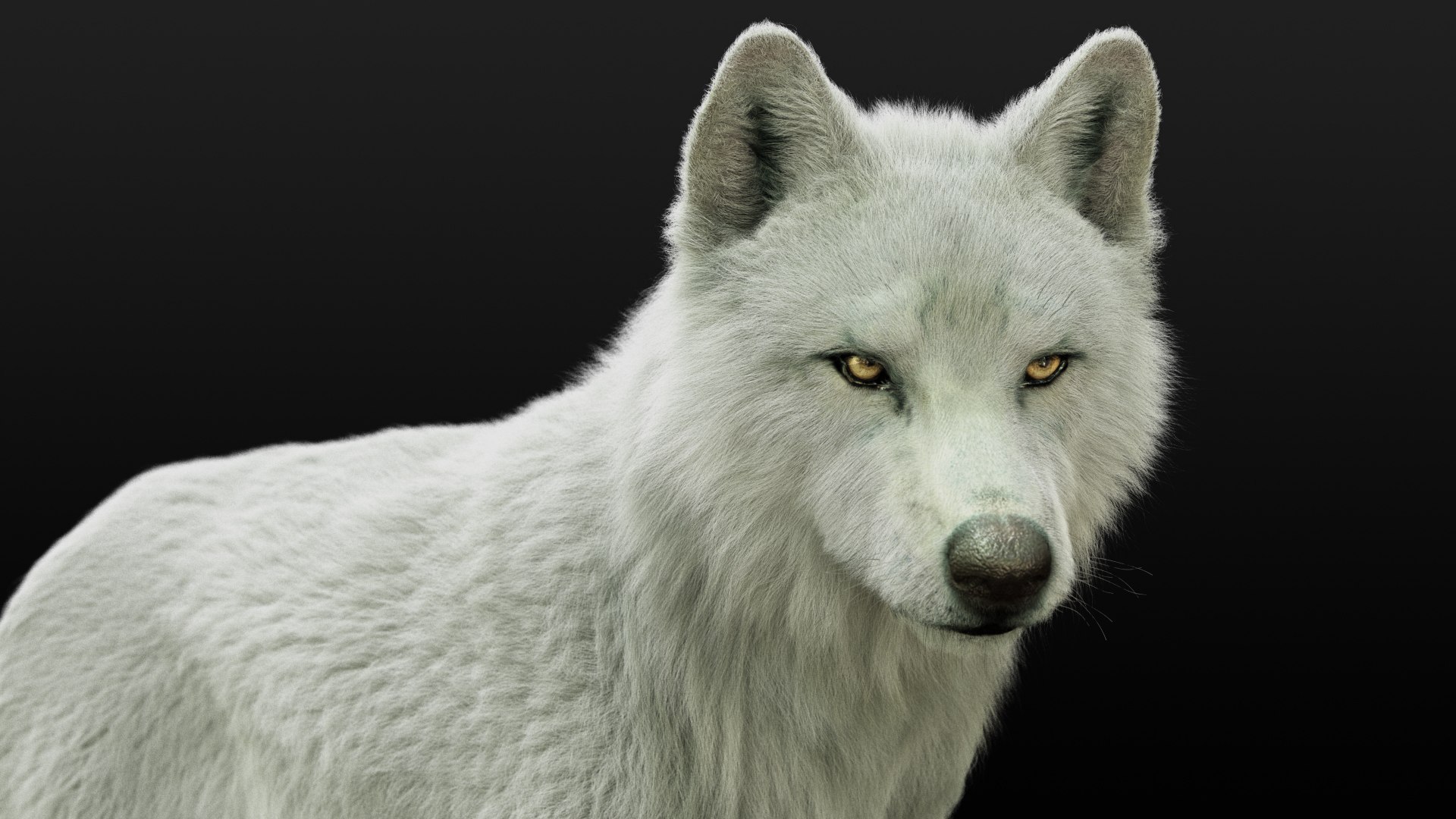 Arctic Wolf Xgen Rigged 3D Model - TurboSquid 1548914